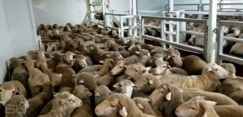 The Live Animal Exports System Is Broken And Can’t Be Fixed - New Matilda